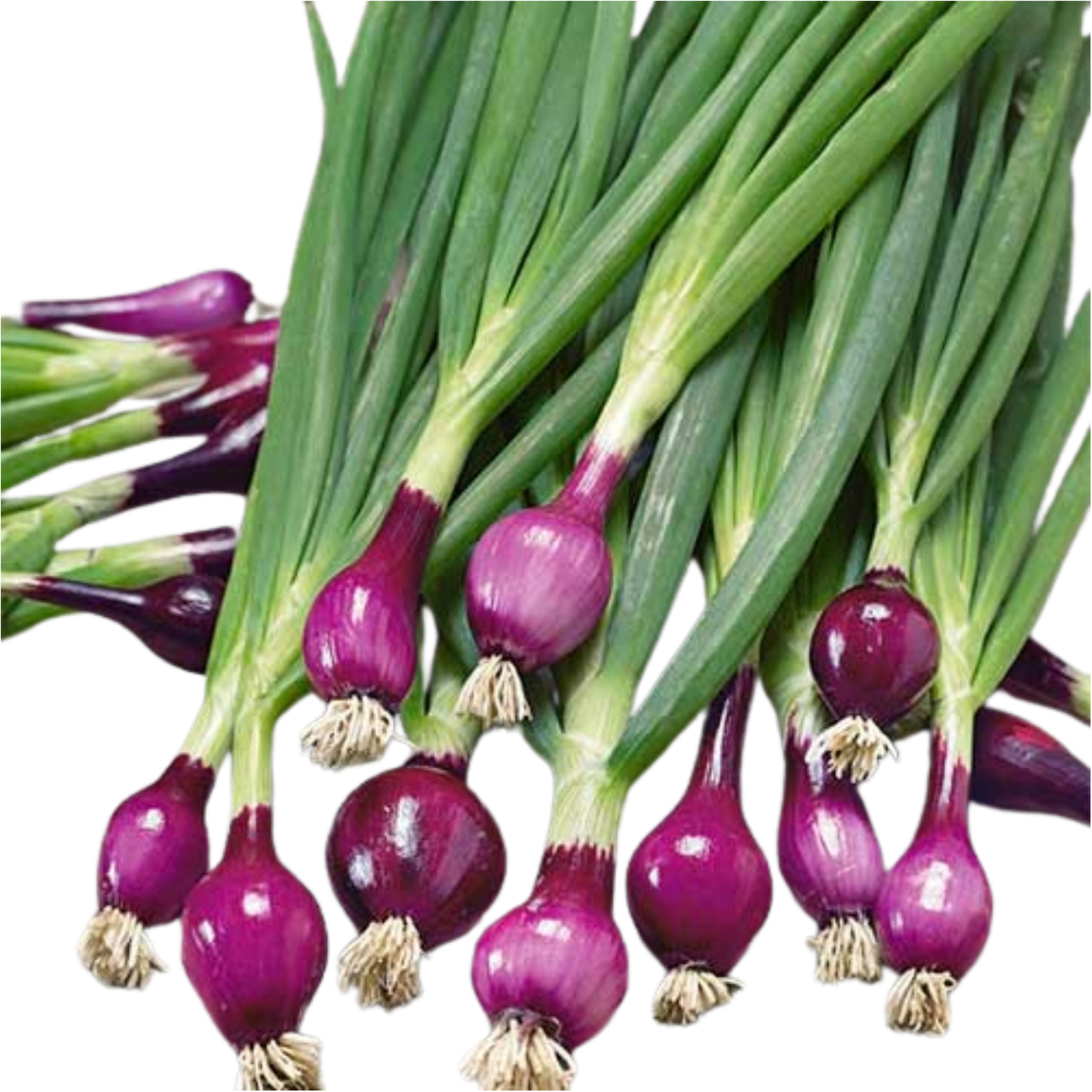 Stem Onion – Naturanna